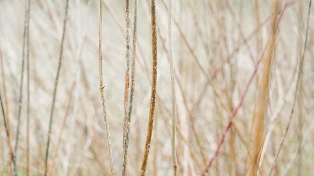 Flora | Sean Wilkinson Photography