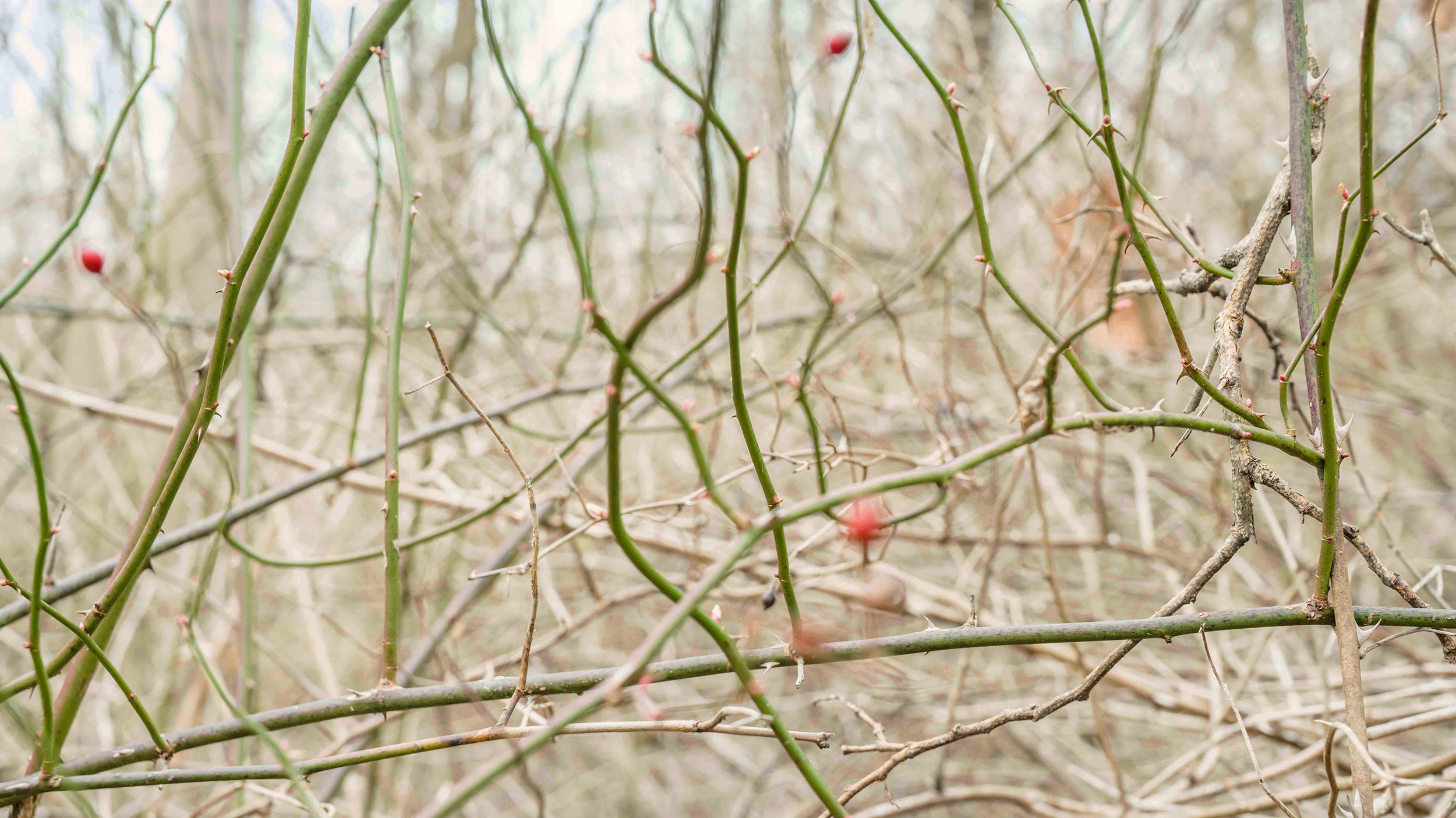 Flora | Sean Wilkinson Photography