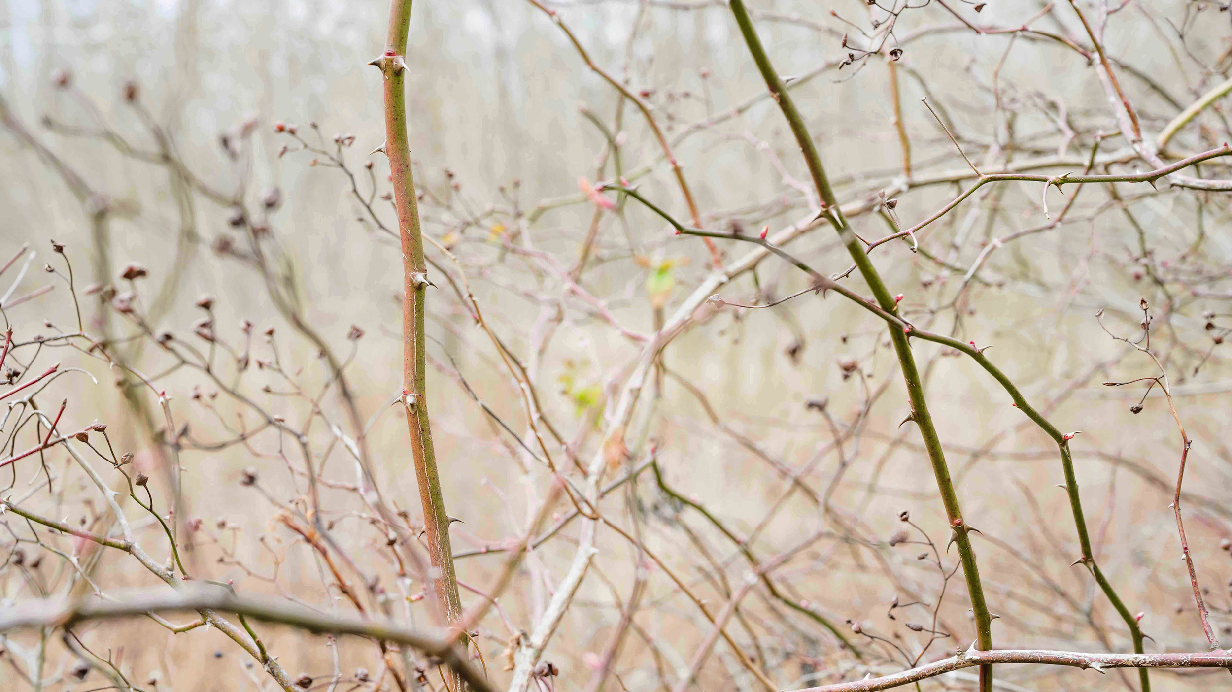 Flora | Sean Wilkinson Photography
