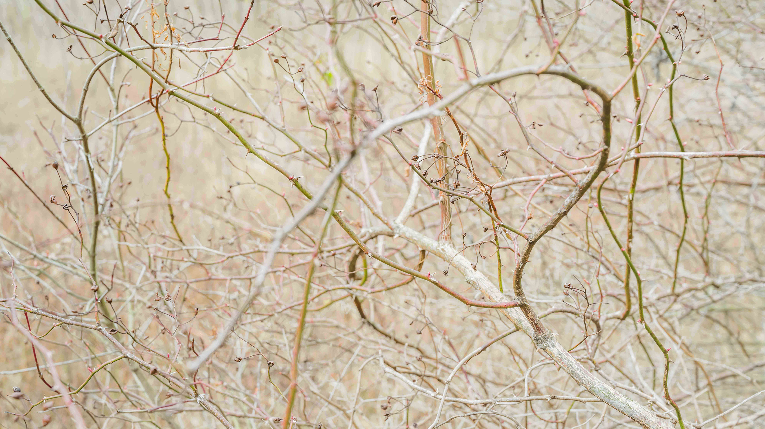 Flora | Sean Wilkinson Photography