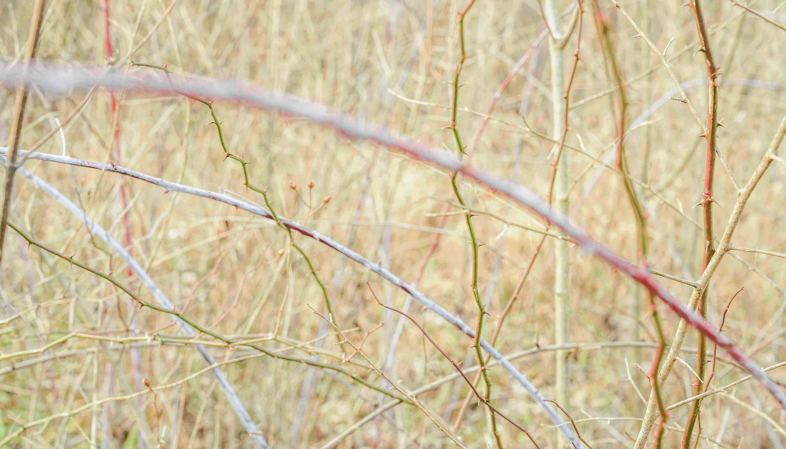 Flora | Sean Wilkinson Photography