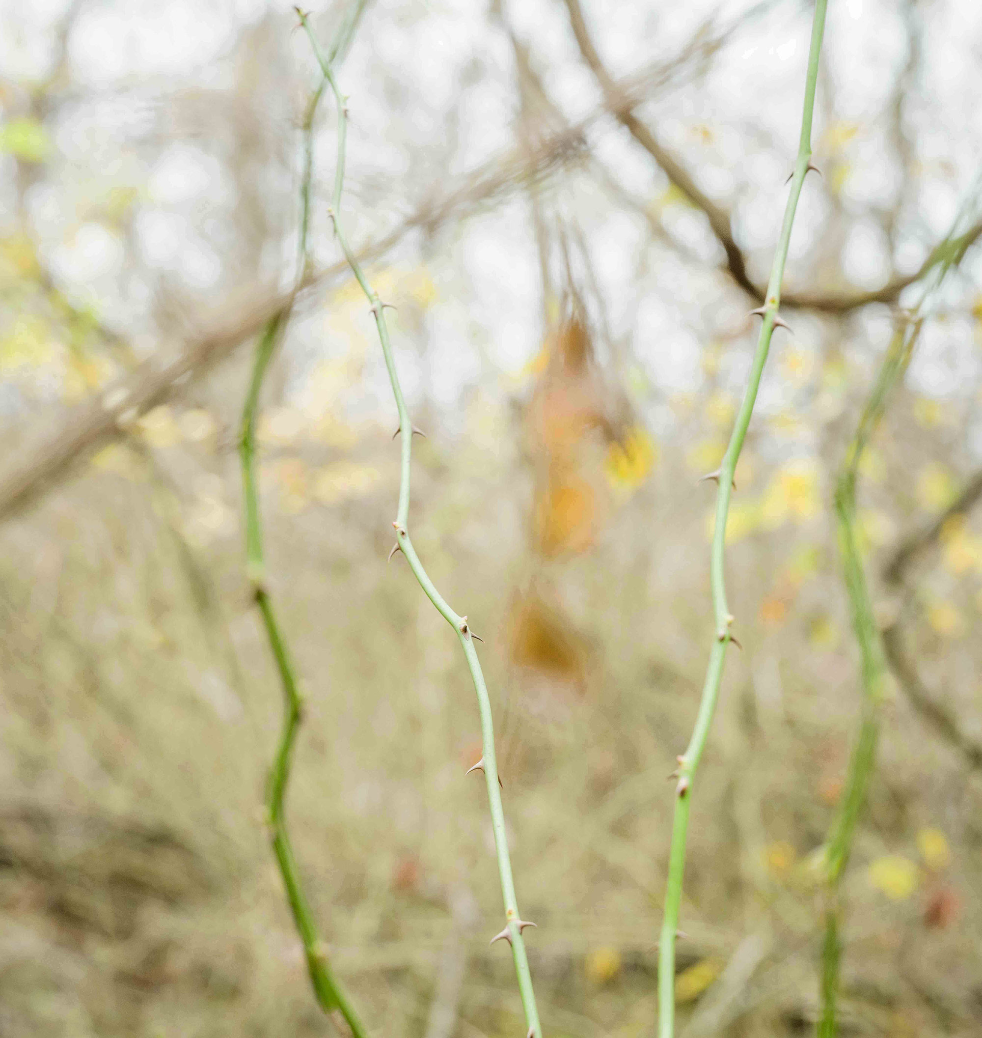 Flora | Sean Wilkinson Photography