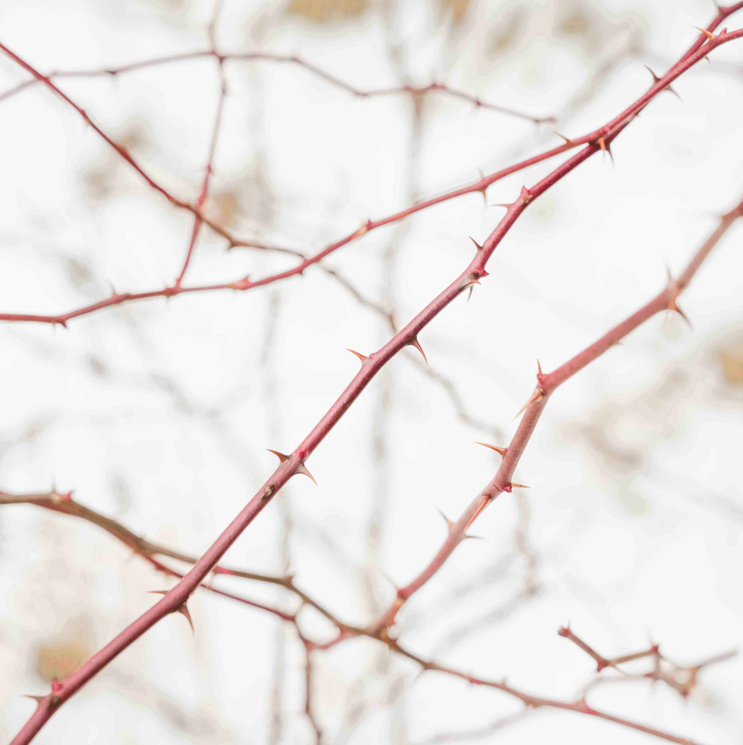 Flora | Sean Wilkinson Photography