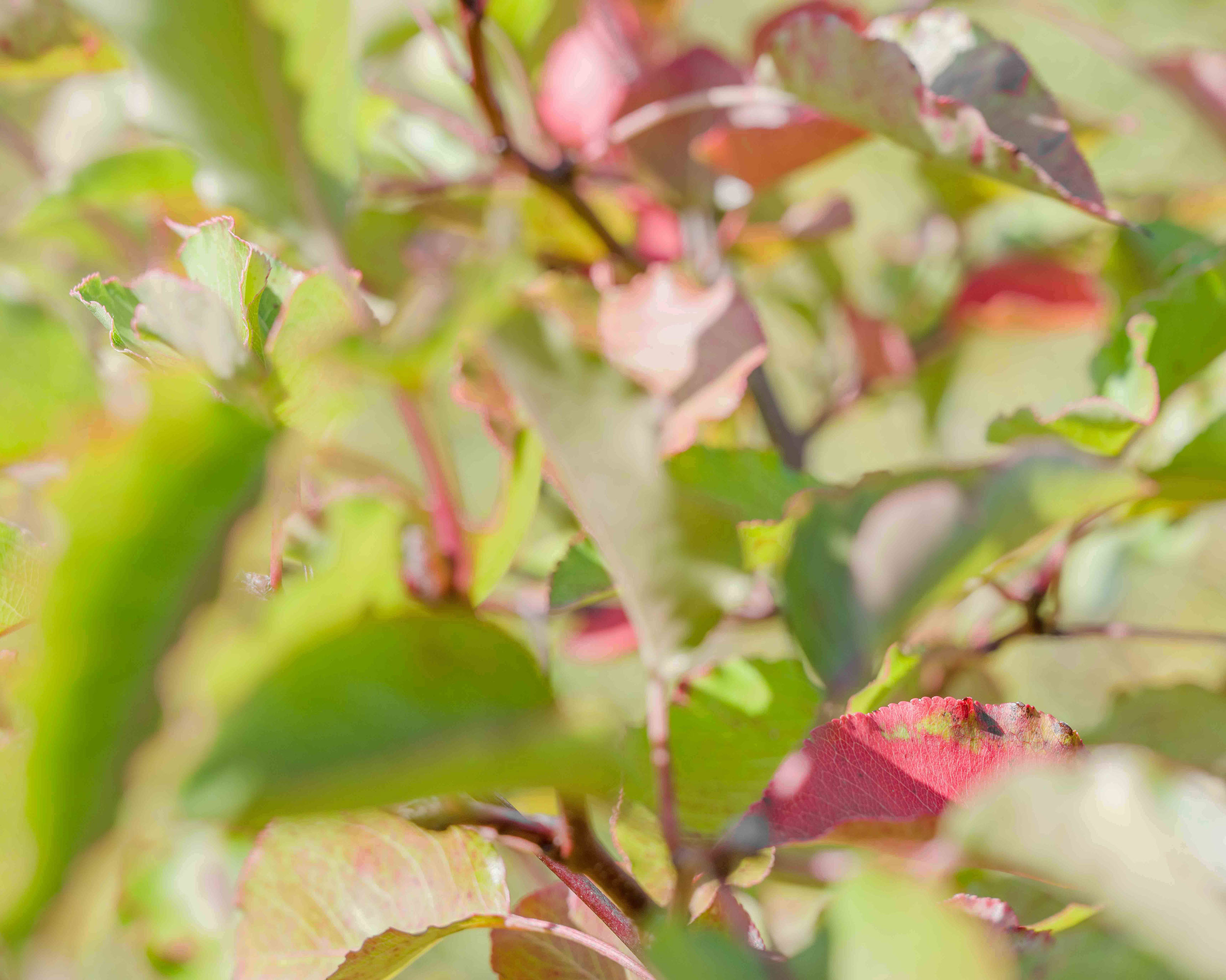 Flora | Sean Wilkinson Photography