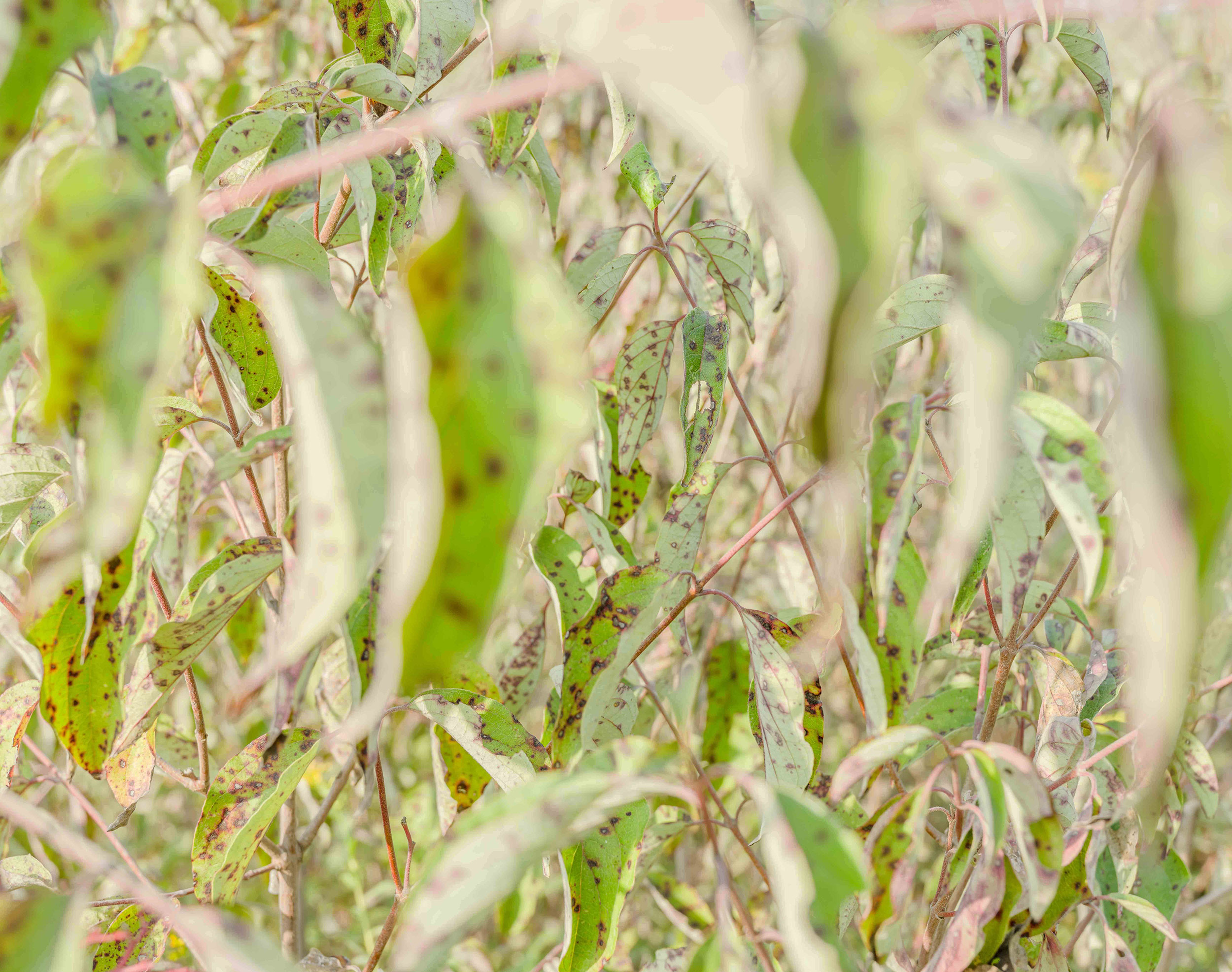 Flora | Sean Wilkinson Photography
