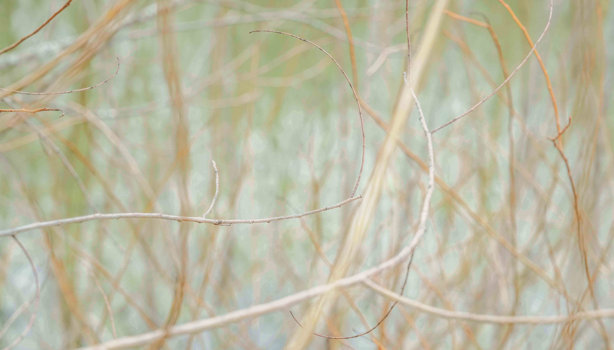 Flora | Sean Wilkinson Photography