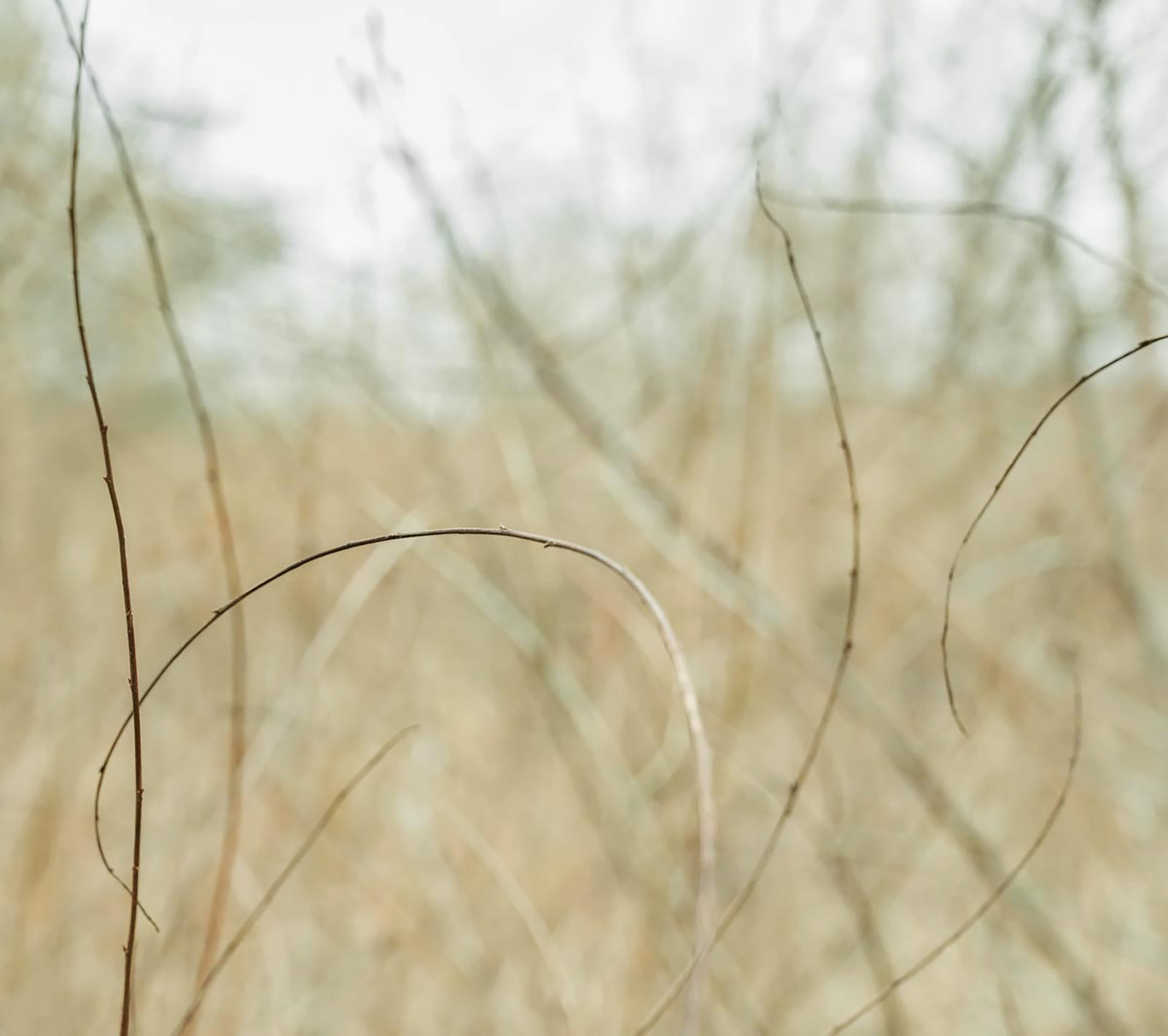 Flora | Sean Wilkinson Photography
