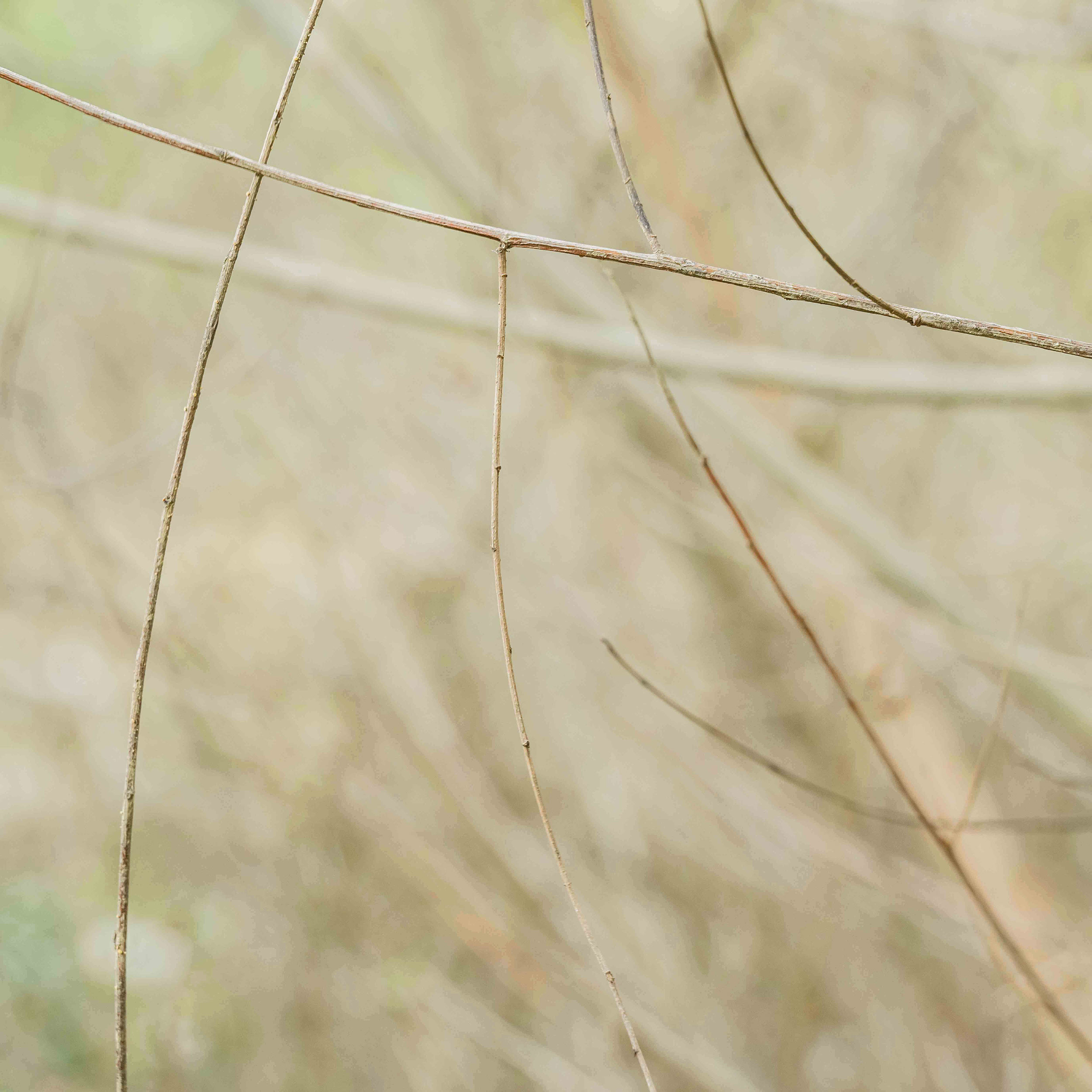 Flora | Sean Wilkinson Photography
