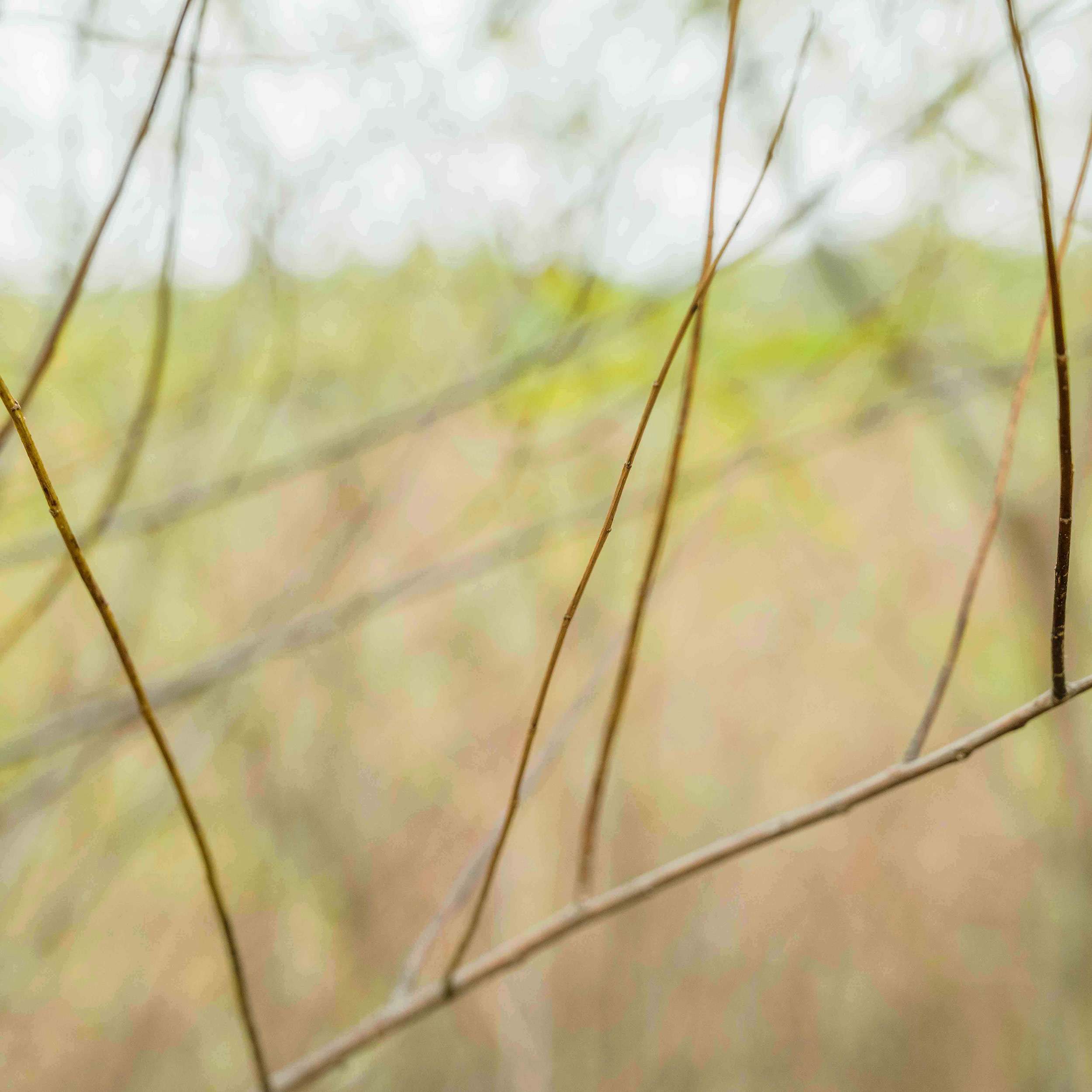 Flora | Sean Wilkinson Photography