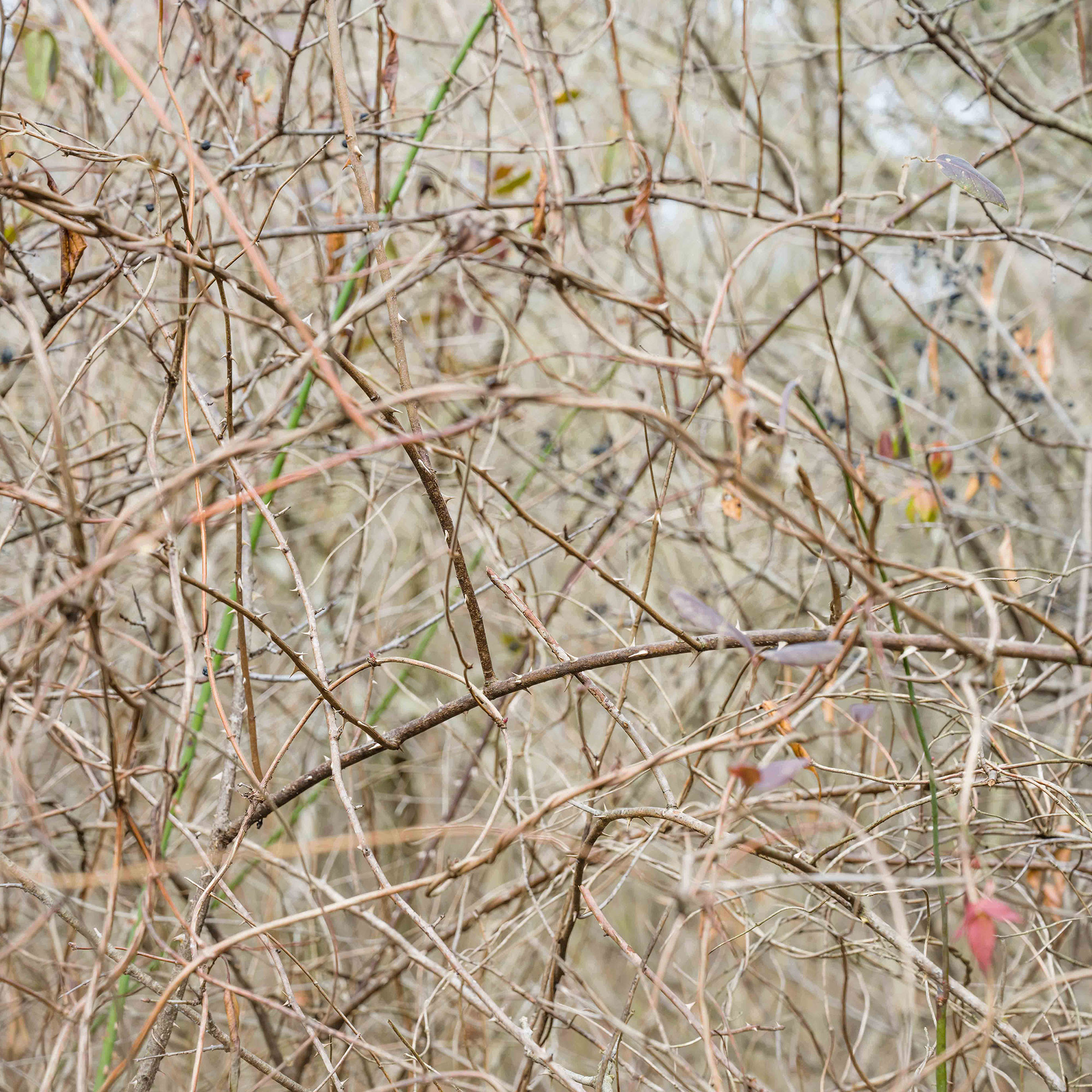 Flora | Sean Wilkinson Photography