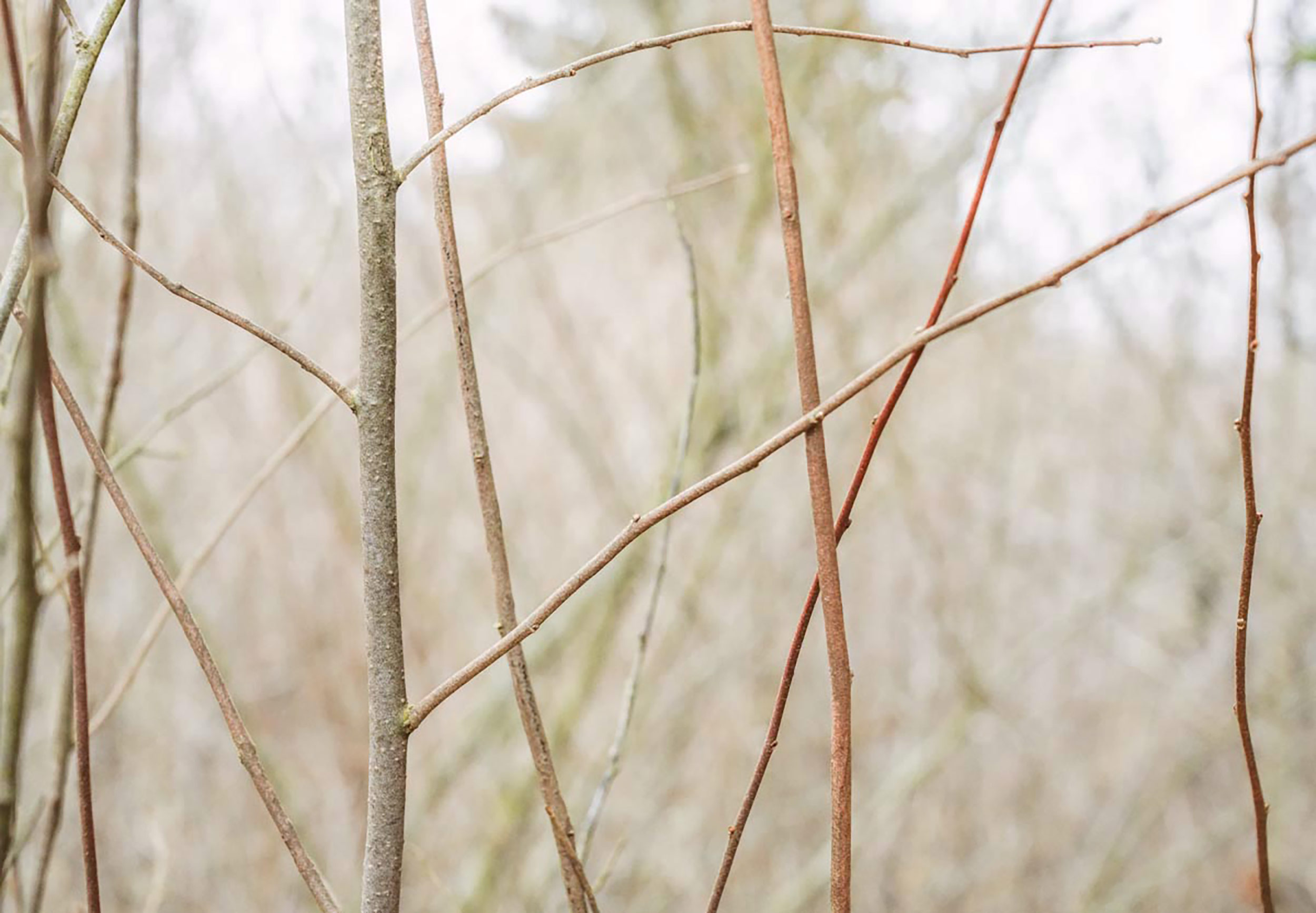Flora | Sean Wilkinson Photography