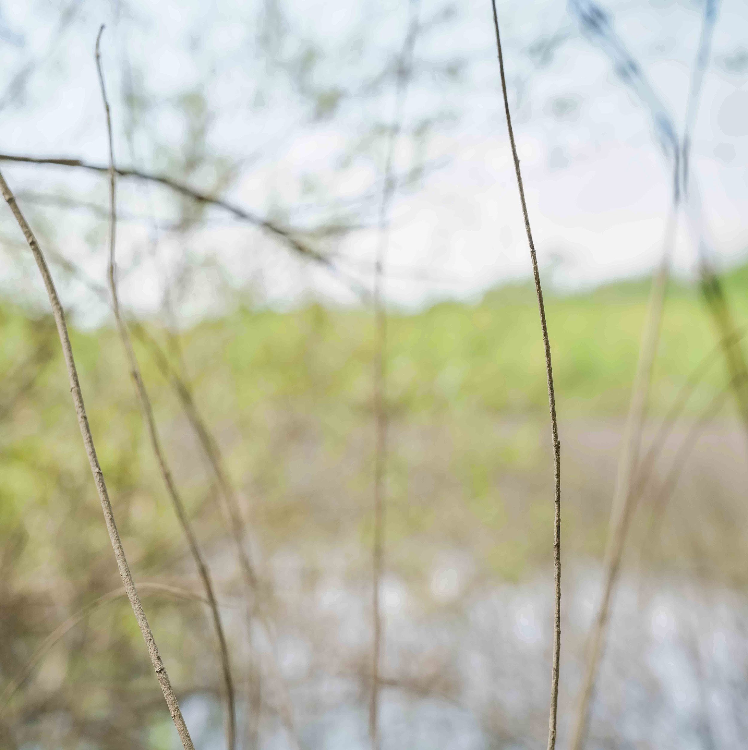 Flora | Sean Wilkinson Photography