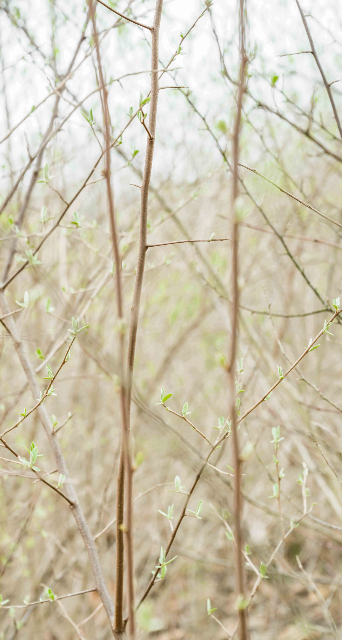 Flora | Sean Wilkinson Photography