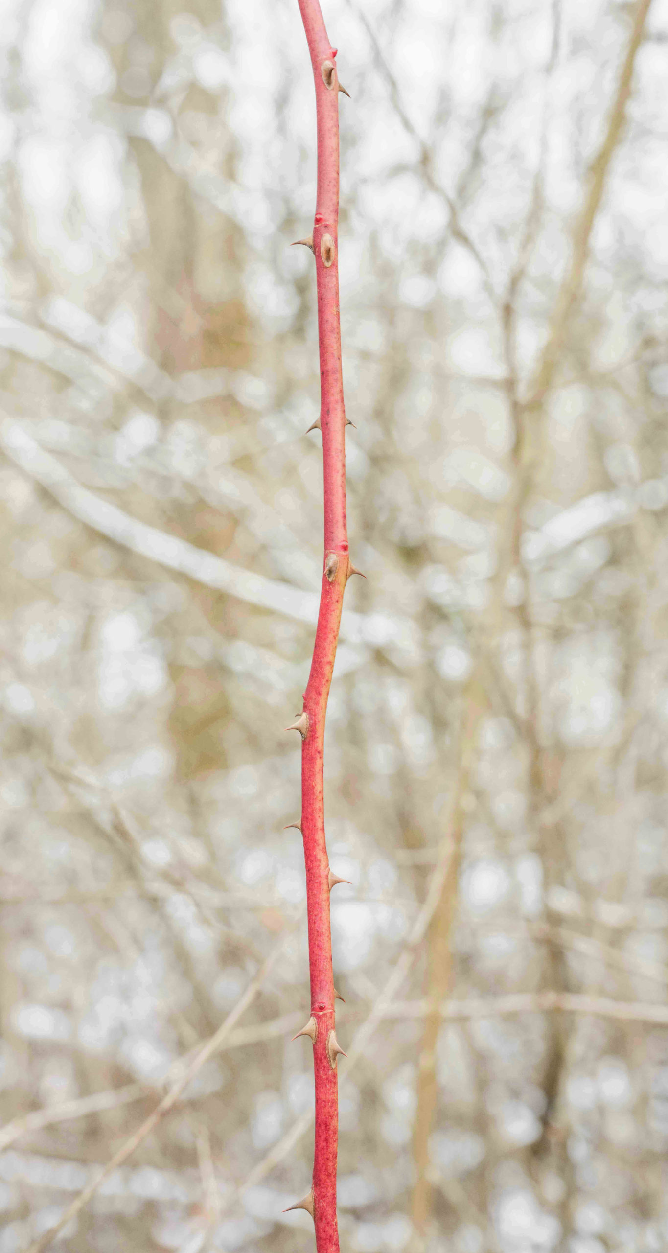 Flora | Sean Wilkinson Photography