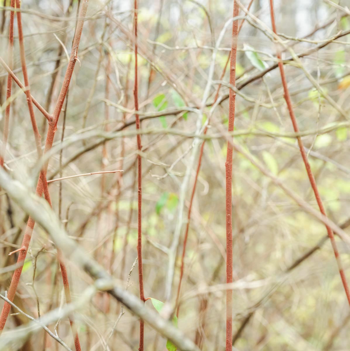 Flora | Sean Wilkinson Photography