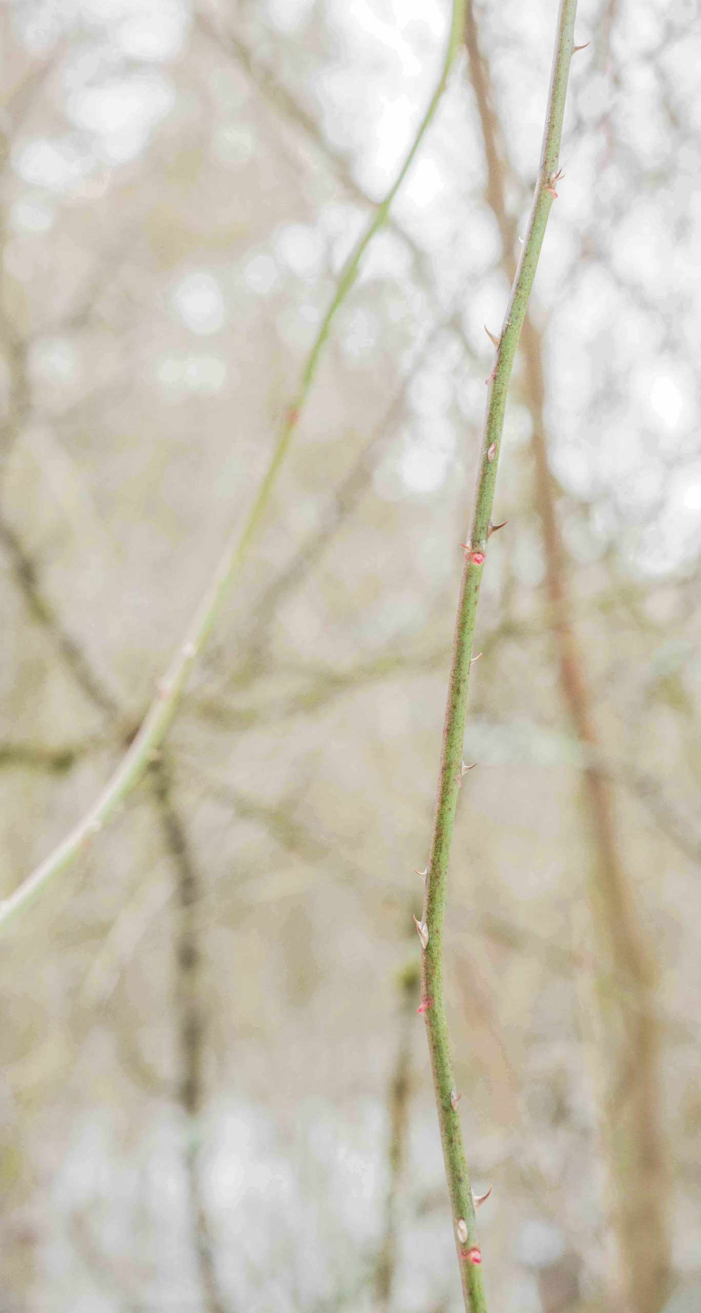 Flora | Sean Wilkinson Photography