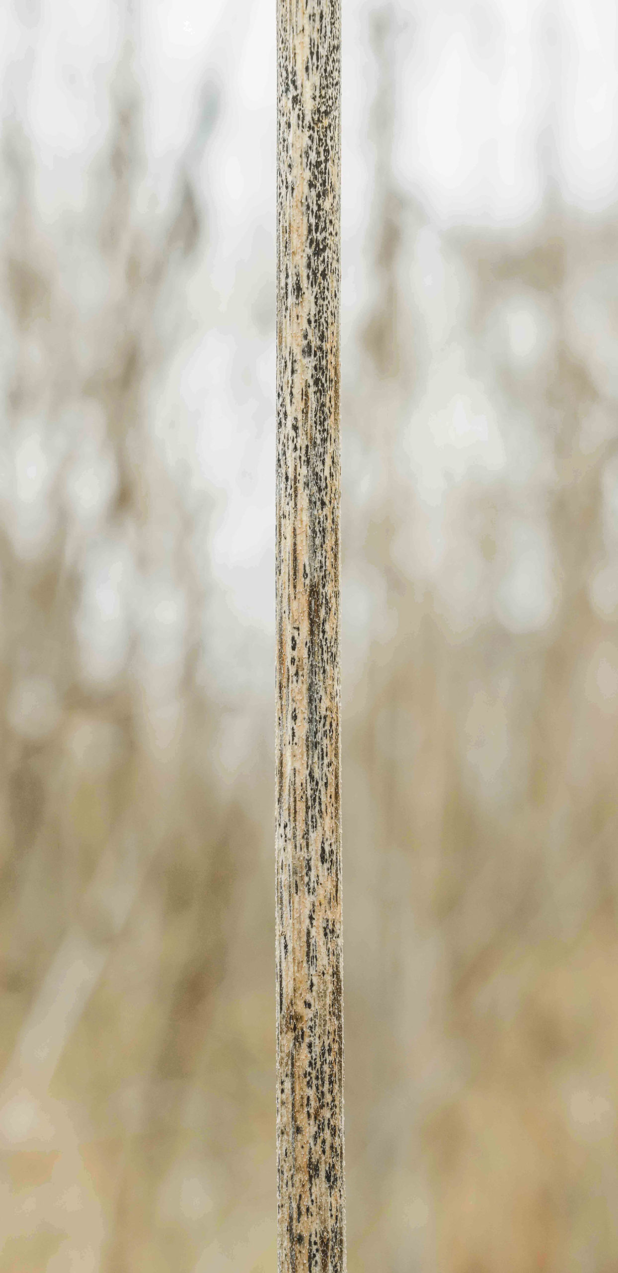 Flora | Sean Wilkinson Photography