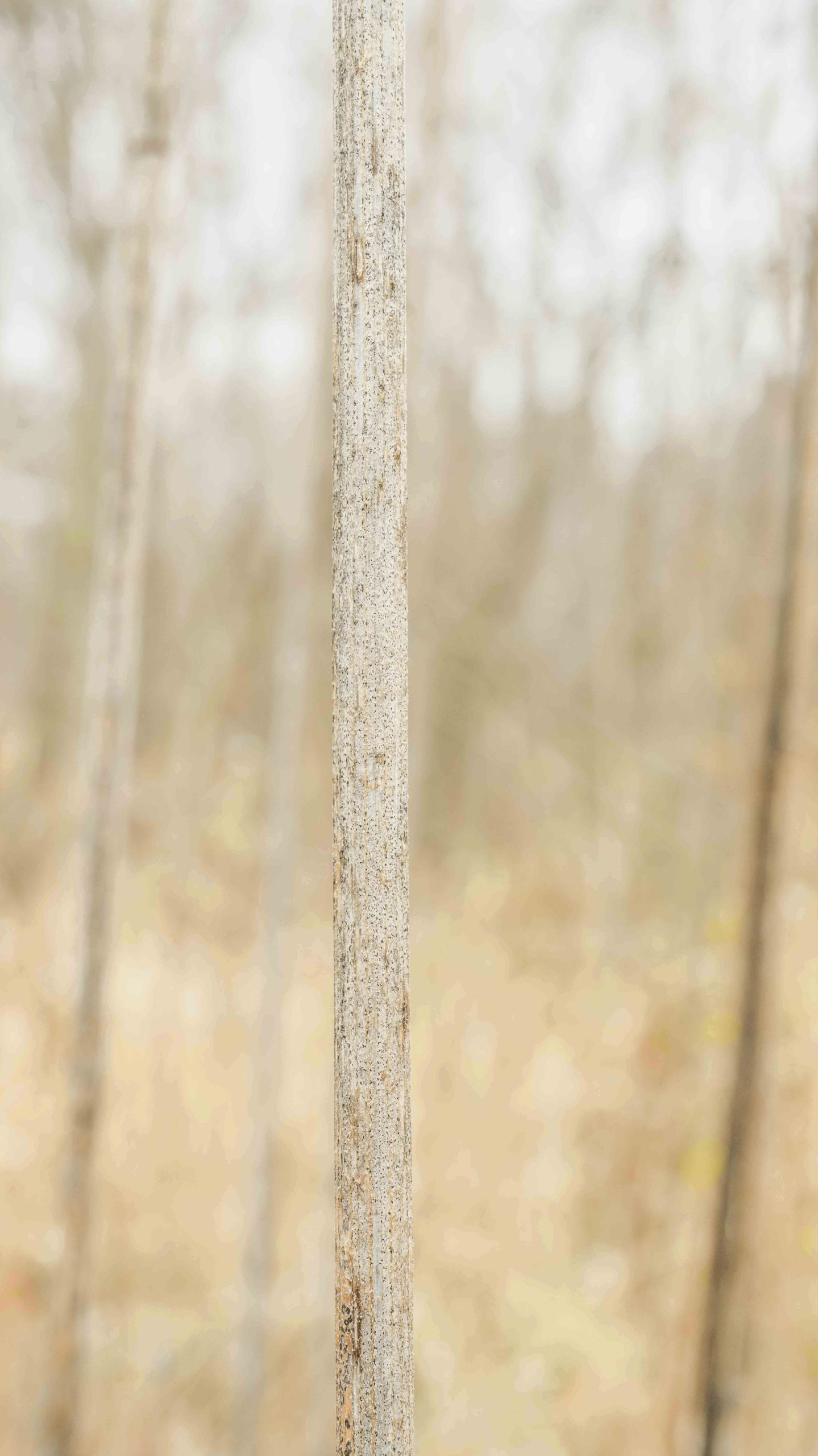 Flora | Sean Wilkinson Photography