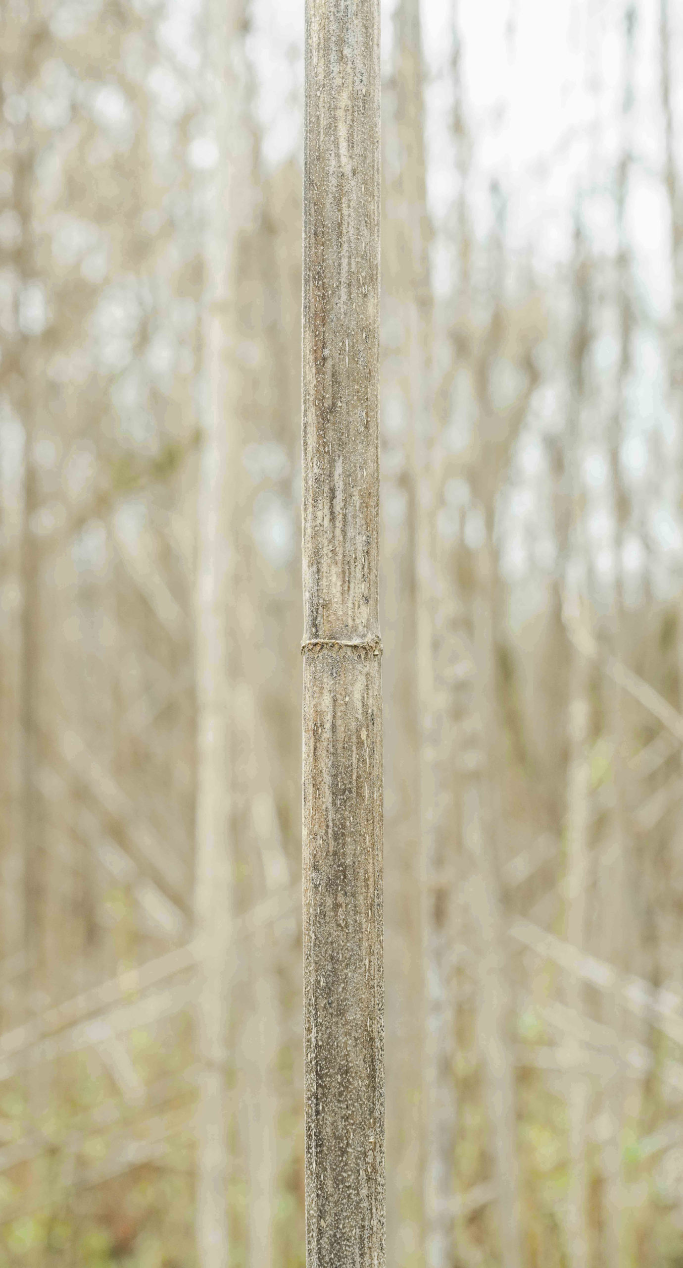 Flora | Sean Wilkinson Photography