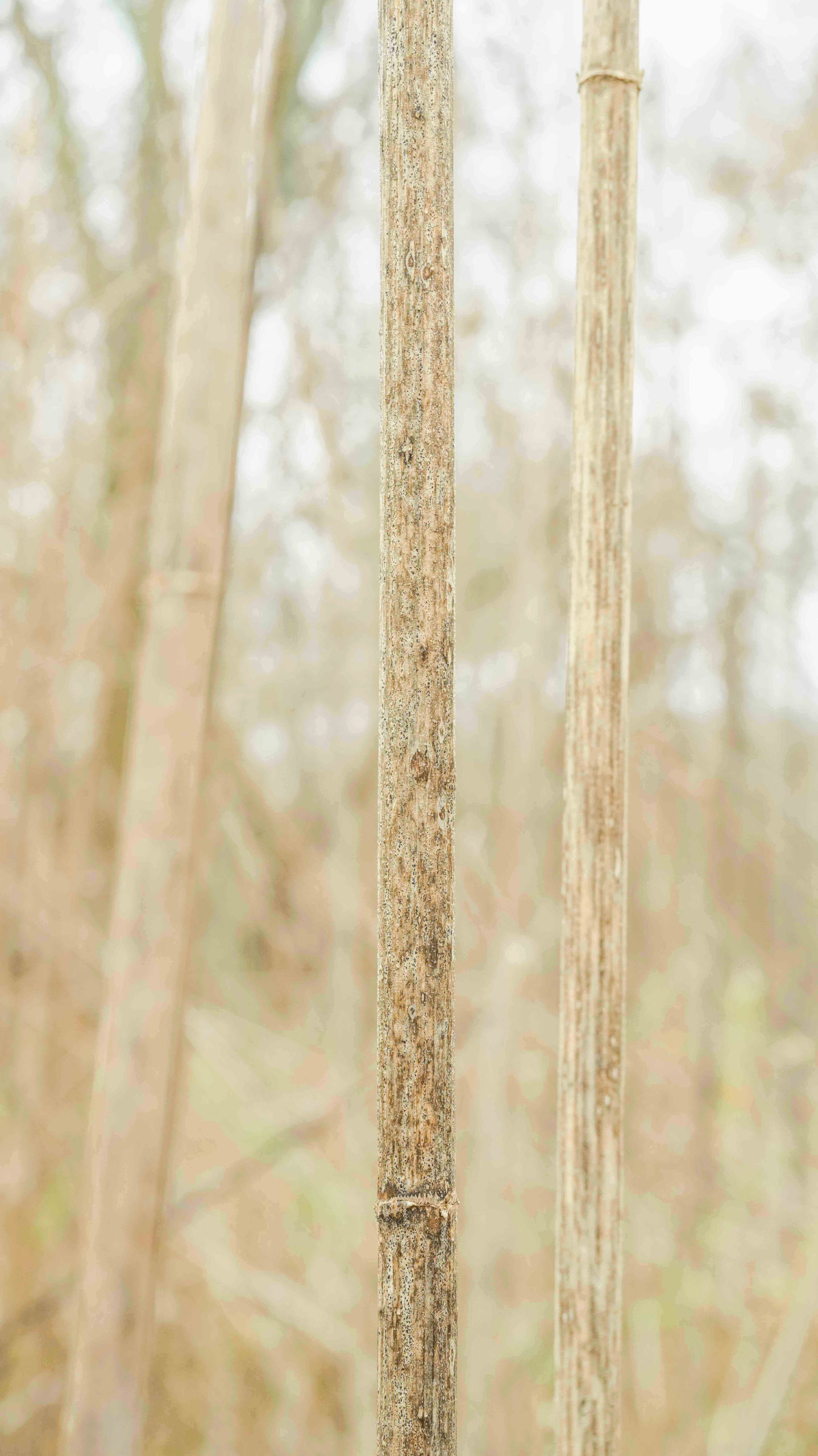 Flora | Sean Wilkinson Photography