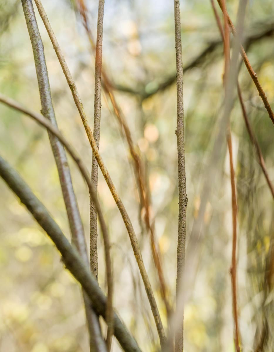 Flora | Sean Wilkinson Photography