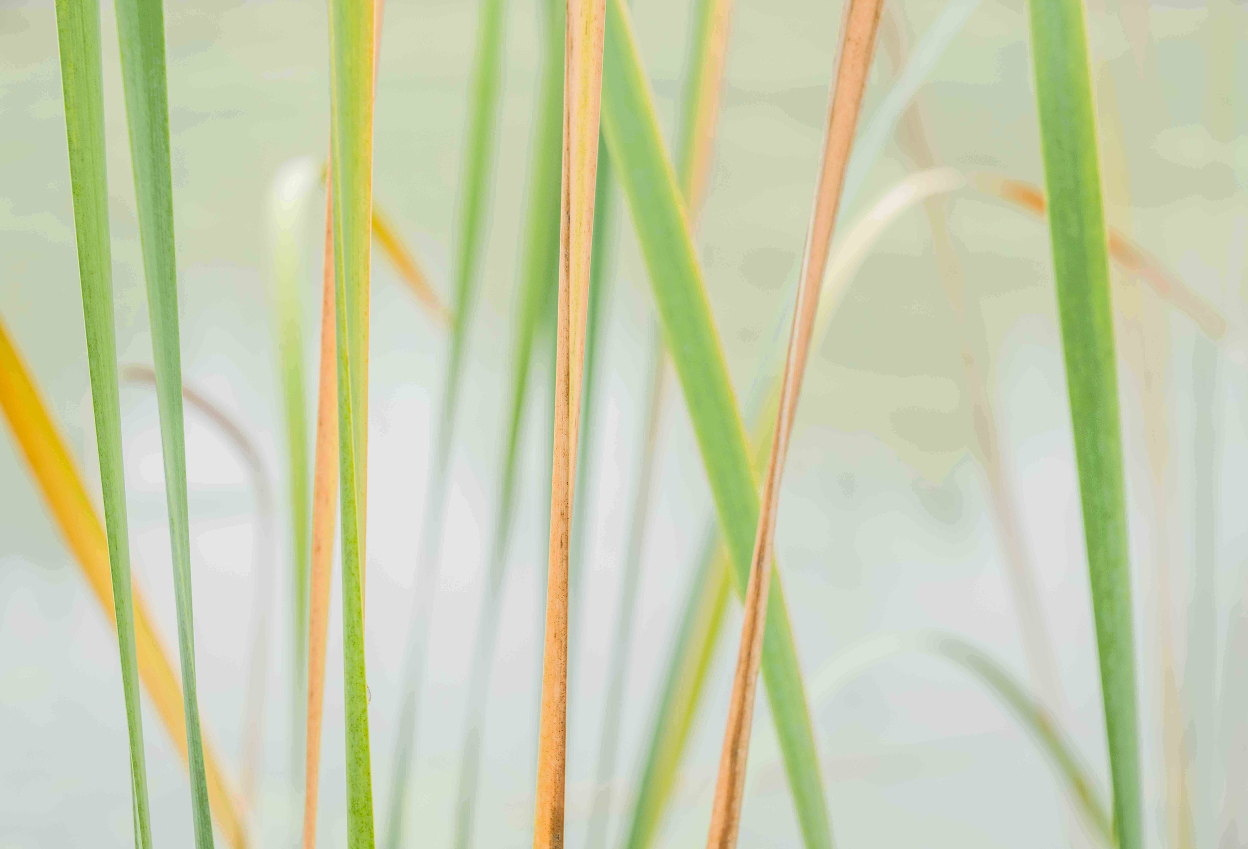 Flora | Sean Wilkinson Photography
