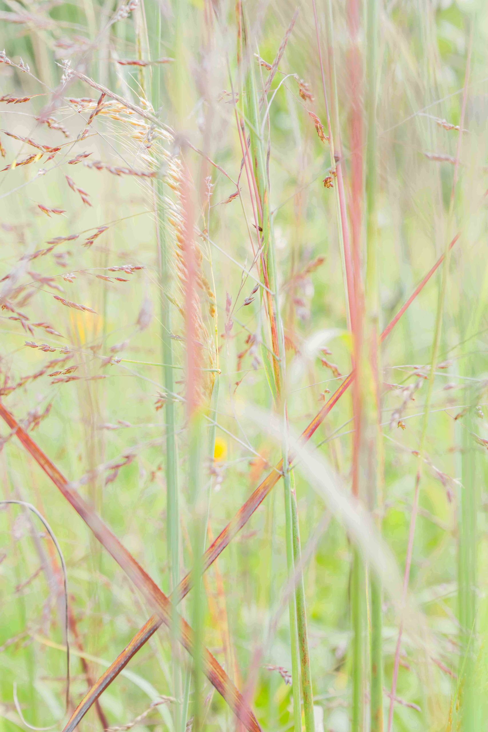 Flora | Sean Wilkinson Photography