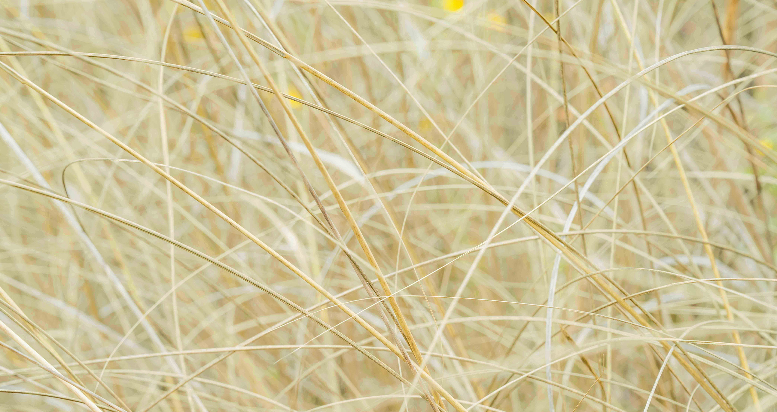 Flora | Sean Wilkinson Photography