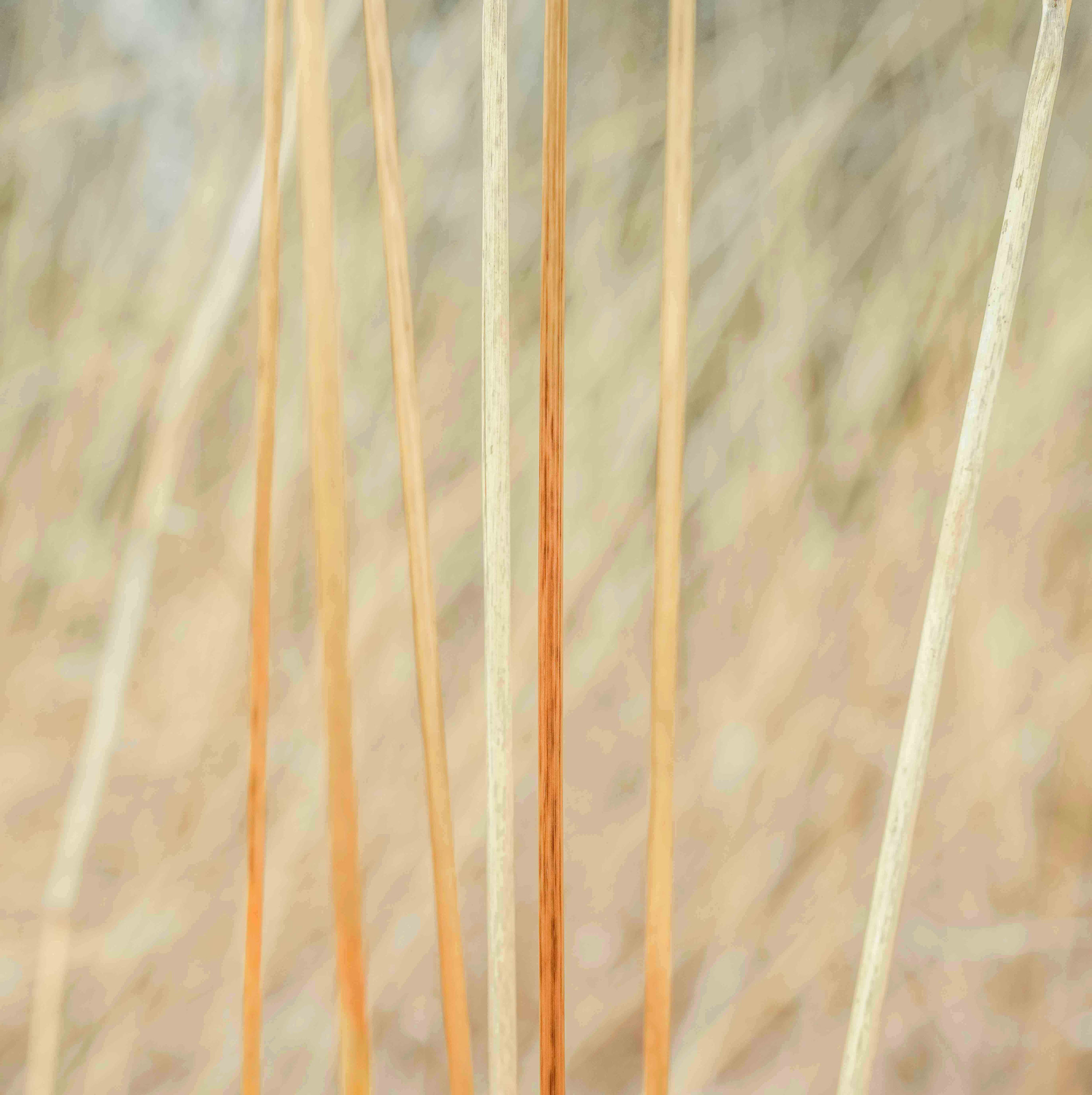 Flora | Sean Wilkinson Photography