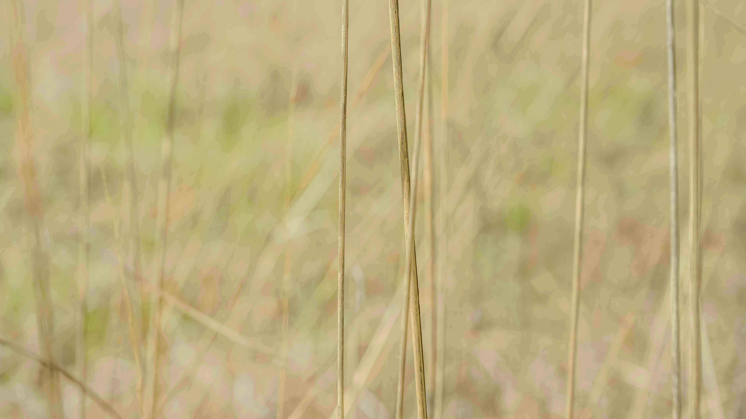 Flora | Sean Wilkinson Photography