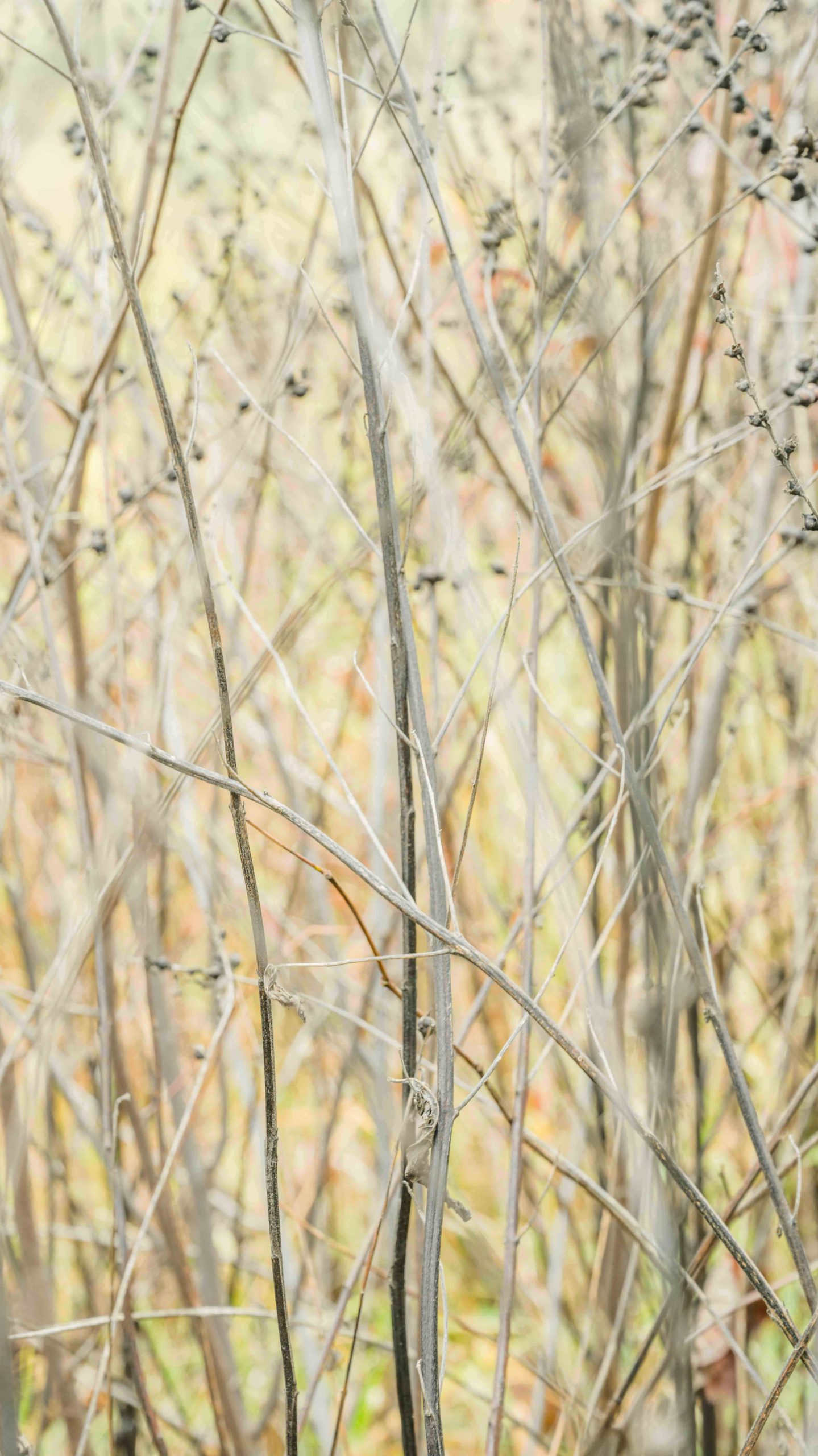Flora | Sean Wilkinson Photography