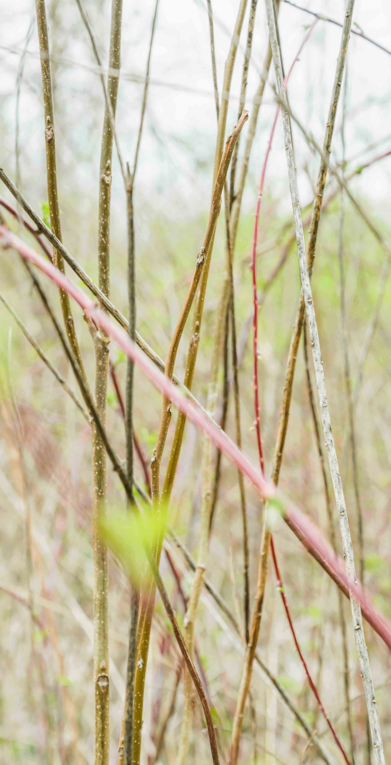 Flora | Sean Wilkinson Photography