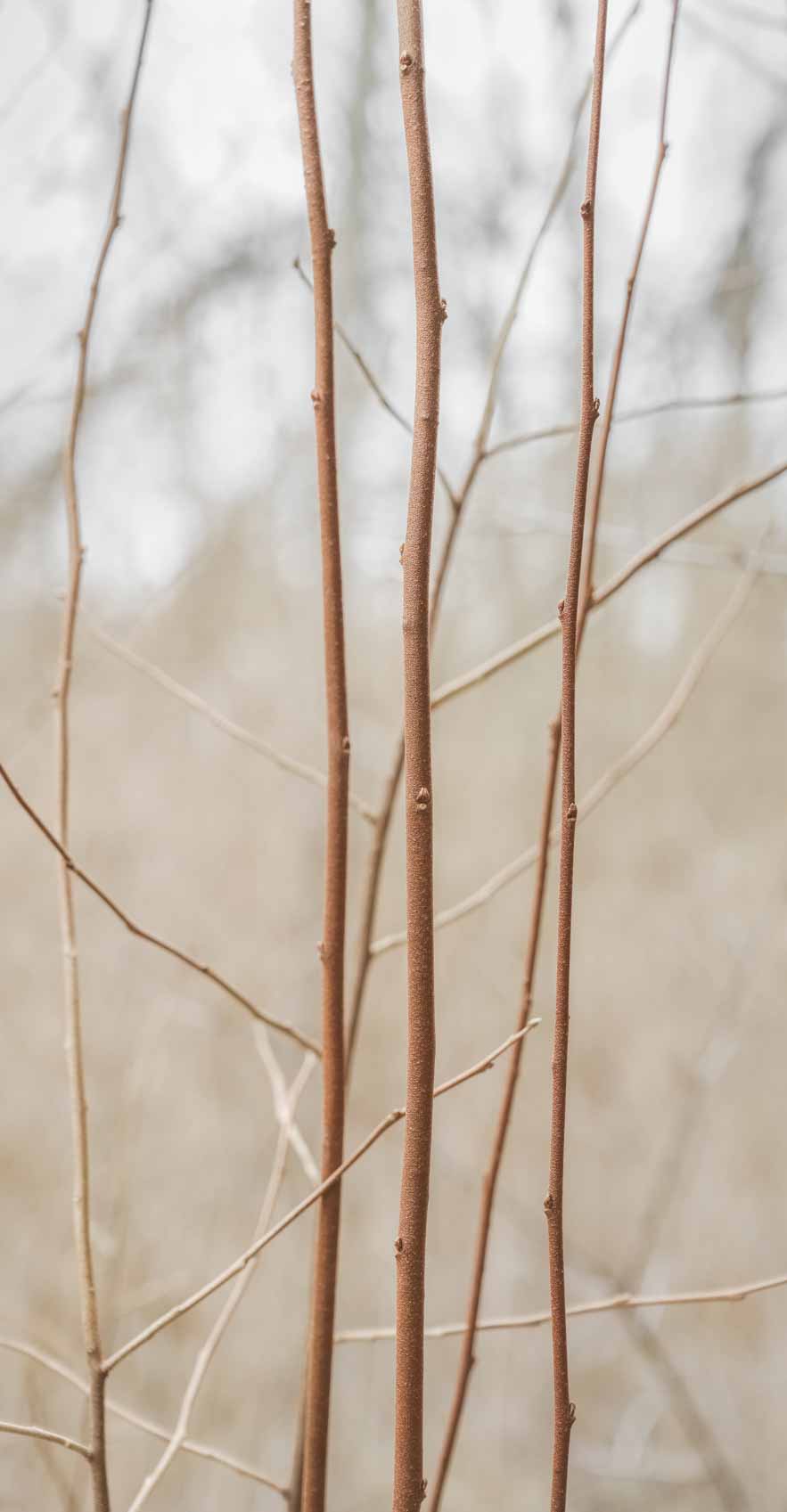 Flora | Sean Wilkinson Photography